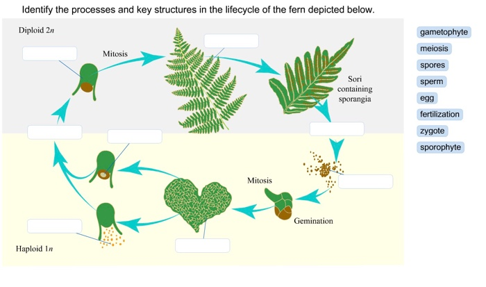 Solved Identify the processes and key structures in the | Chegg.com