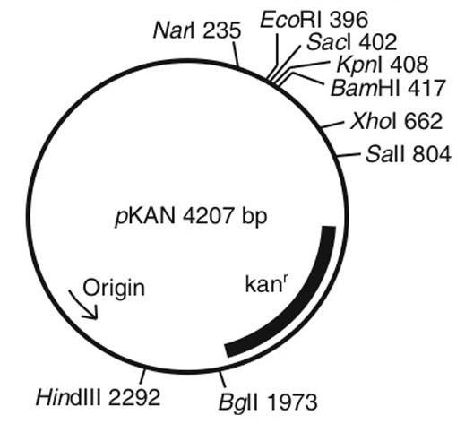 Solved RESTRICTION ENZYME TO USE: HindIII/ NarI 1)Now look | Chegg.com