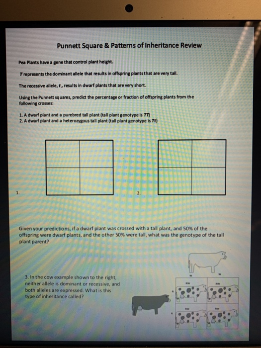 Solved Punnett Square & Patterns of Inheritance Review Pea | Chegg.com