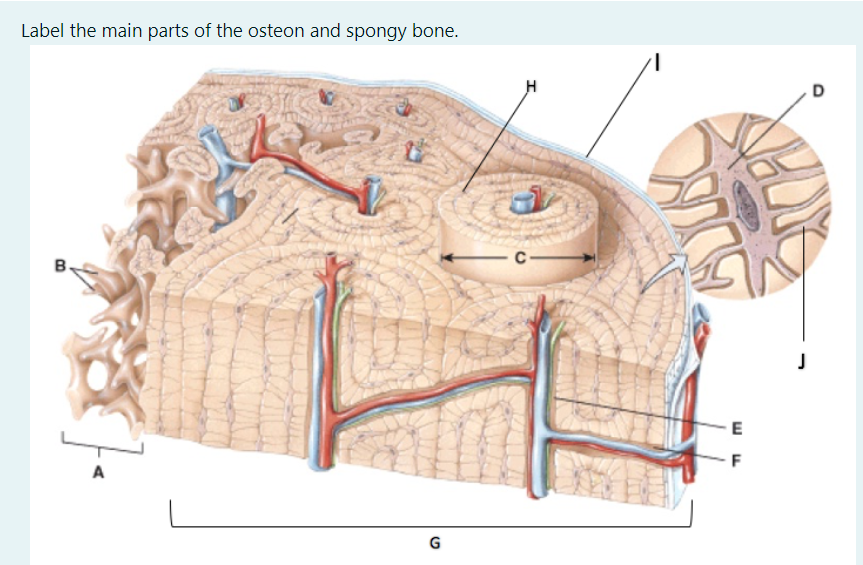 Solved Label the main parts of the osteon and spongy bone. | Chegg.com