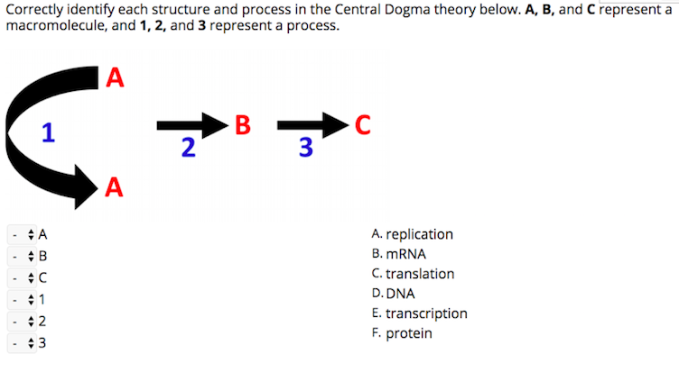 Solved Correctly identify each structure and process in the | Chegg.com