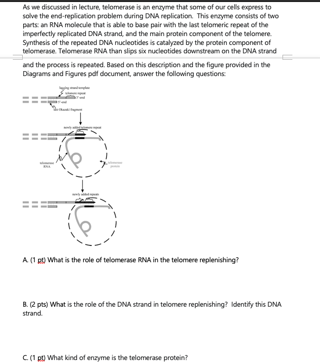 Solved As we discussed in lecture, telomerase is an enzyme | Chegg.com