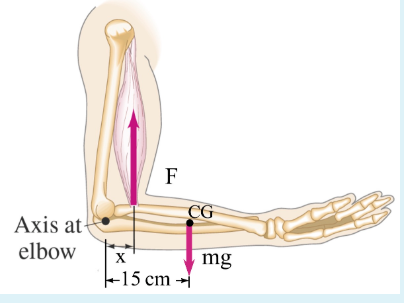 Solved The figure below shows the arm of a human held steady | Chegg.com