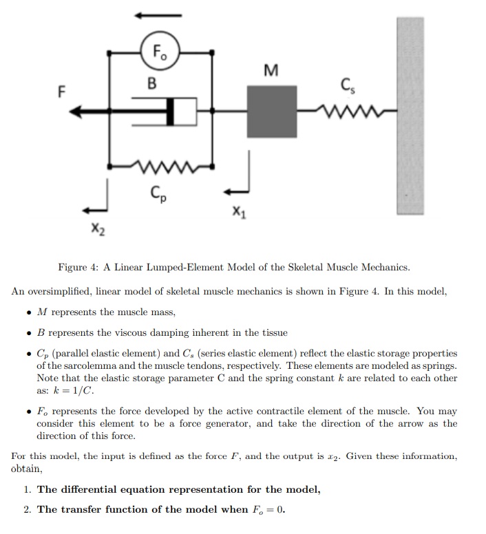Solved An oversimplified, linear model of skeletal muscle | Chegg.com