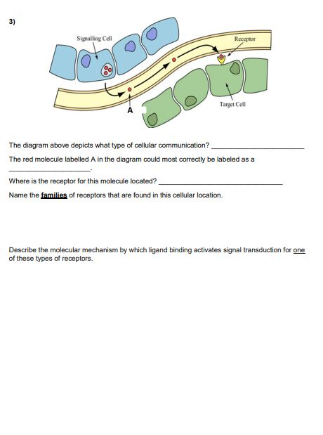 Solved 3) Signalling Cdl Receptor Target Cell The diagram | Chegg.com