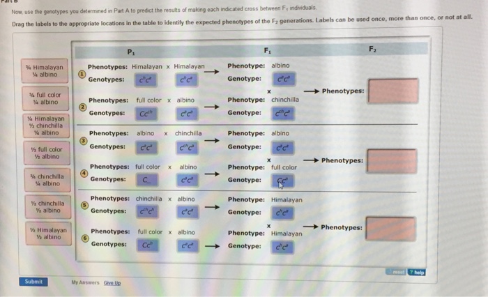 Solved Now use the genotypes you determined in Part A to | Chegg.com
