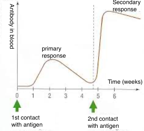 Solved Here is a graph representing the immune response in | Chegg.com