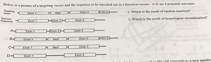 Solved Below is a picture of a targeting vector and the | Chegg.com