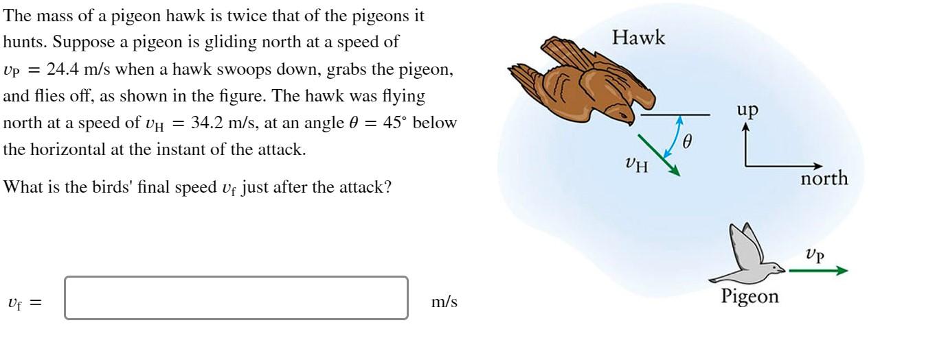 Solved The mass of a pigeon hawk is twice that of the | Chegg.com
