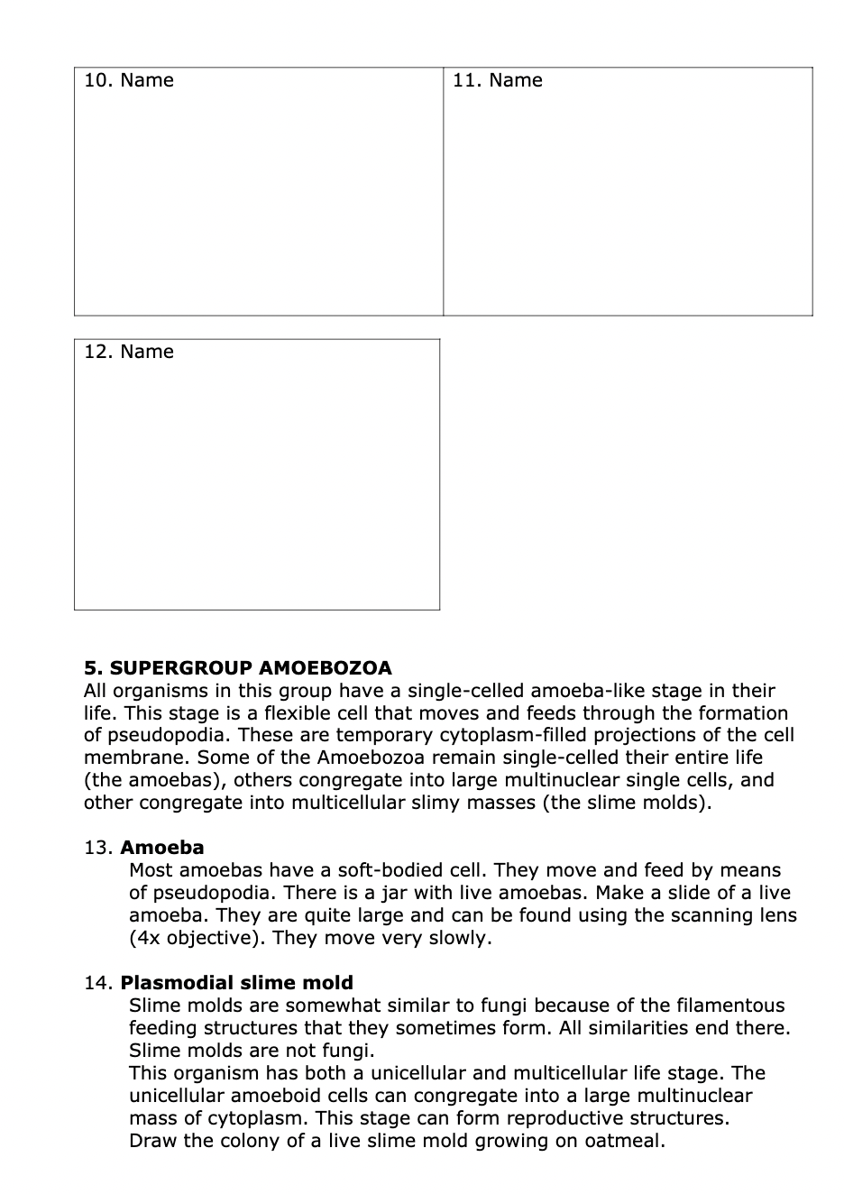 Solved 3. SUPERGROUP RHIZARIA Rhizarians are unicellular | Chegg.com
