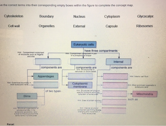 Solved e the correct terms into their corresponding empty | Chegg.com