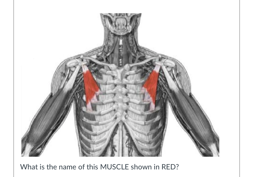 Solved What is the name of this MUSCLE shown in RED? | Chegg.com