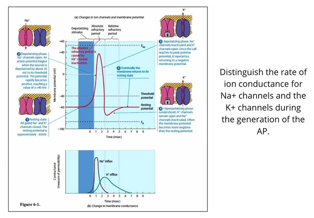 Solved (a) Changes in lon channels and membrane potential | Chegg.com