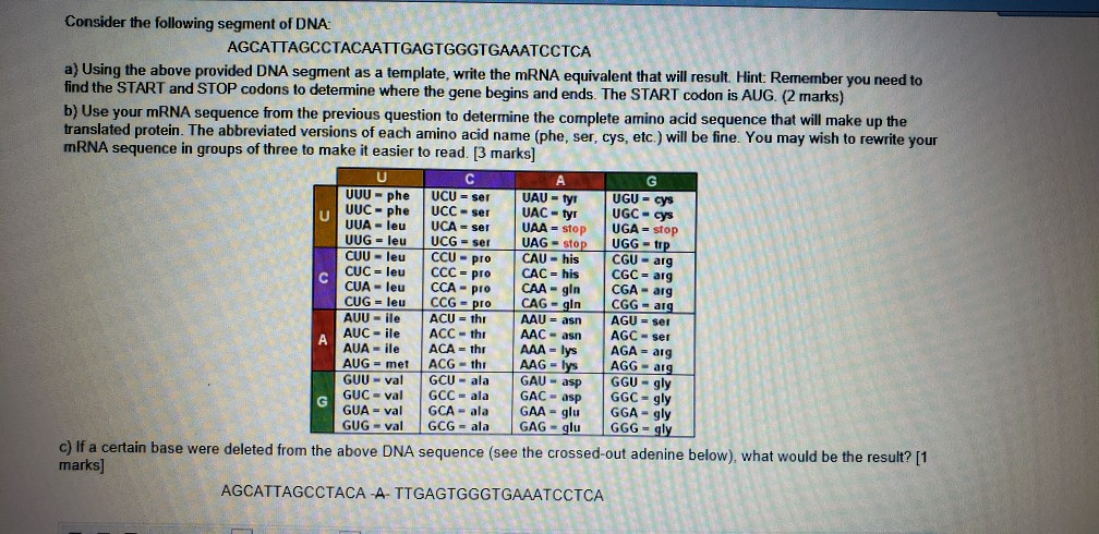 Solved Consider the following segment of DNA | Chegg.com