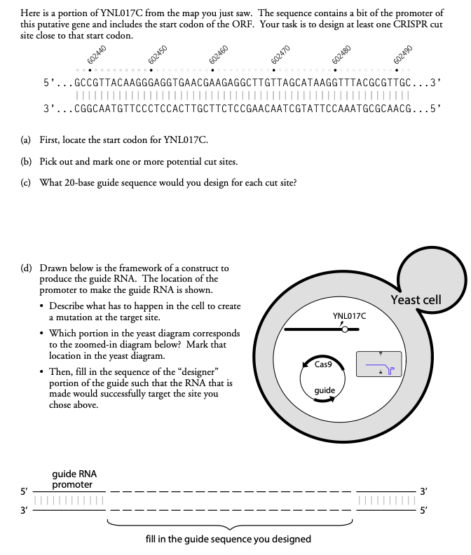 CRISPR/CAS 9 QUESTION. Make a possible guide RNA | Chegg.com