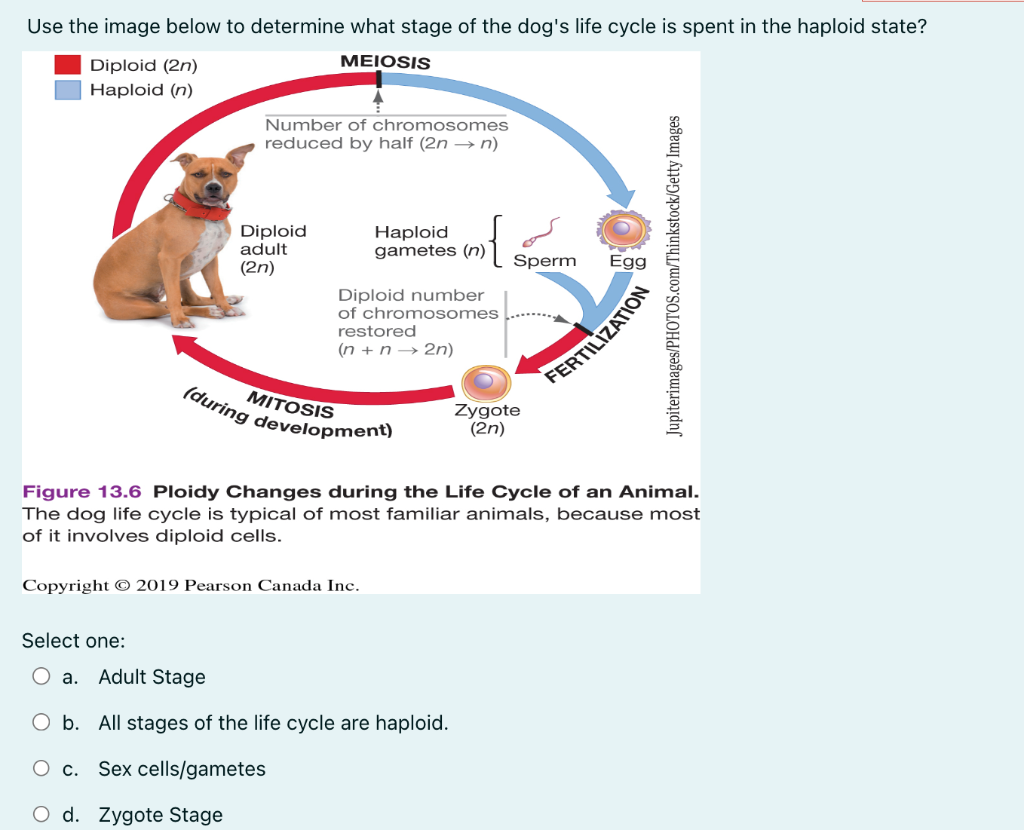 Solved Use the image below to determine what stage of the | Chegg.com