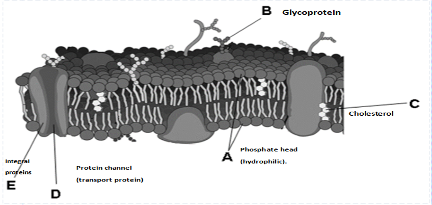 Solved Using the image above, explain how the structure of | Chegg.com