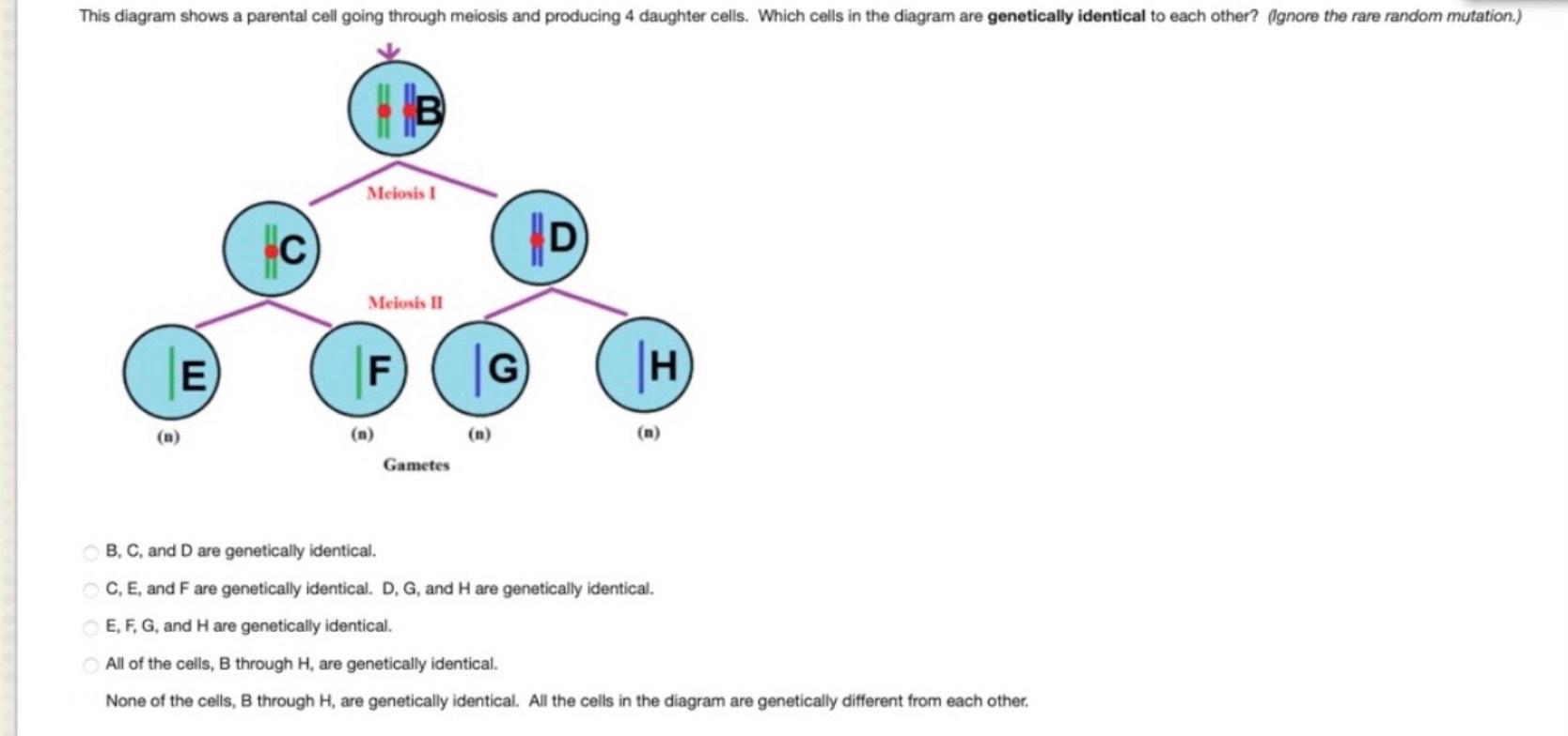 Solved This diagram shows a parental cell going through | Chegg.com