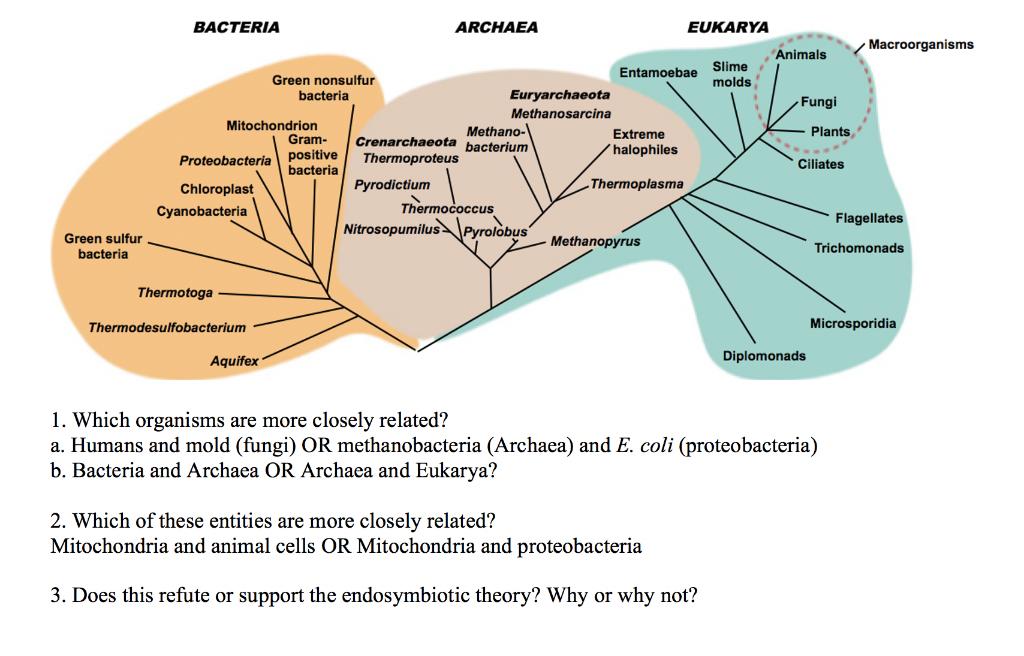 Solved ARCHAEA Methano- Crenarchaeota bacterium | Chegg.com