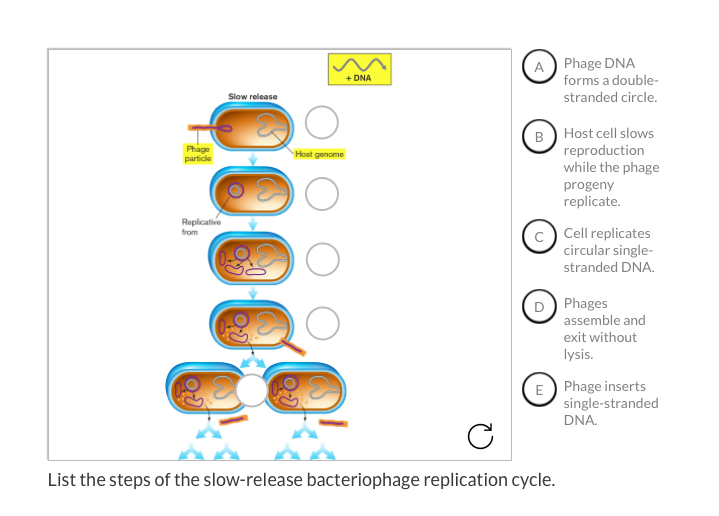 Solved A Phage DNA +DNA forms a double- stranded circle. | Chegg.com