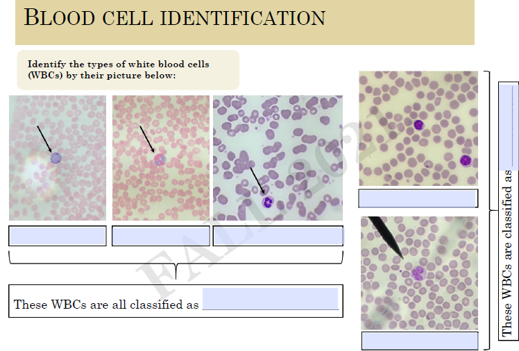 Solved BLOOD CELL IDENTIFICATION Identify the types of white | Chegg.com