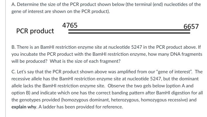 Solved A. Determine the size of the PCR product shown below | Chegg.com