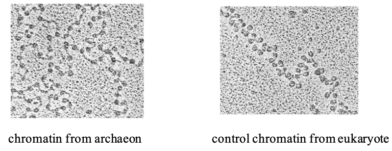 You Have Purified Nucleosomes From A New Species Of