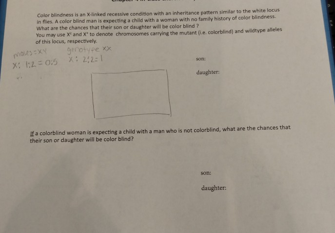 Solved Color blindness is an X-linked recessive condition | Chegg.com