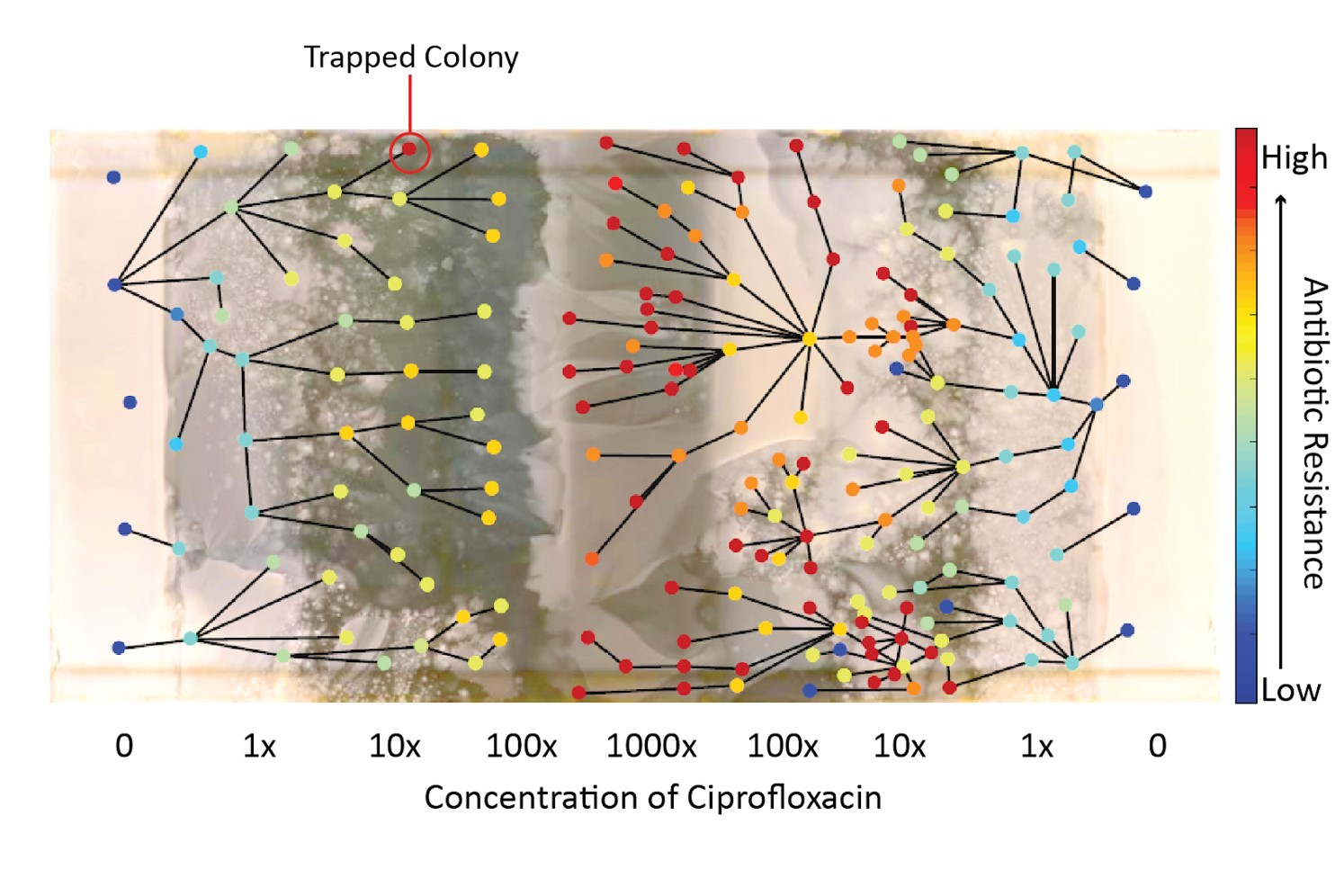 Solved The image below is from a mega plate from an | Chegg.com