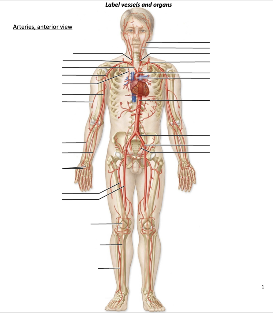 Solved Label vessels and organs Arteries, anterior view 1 | Chegg.com