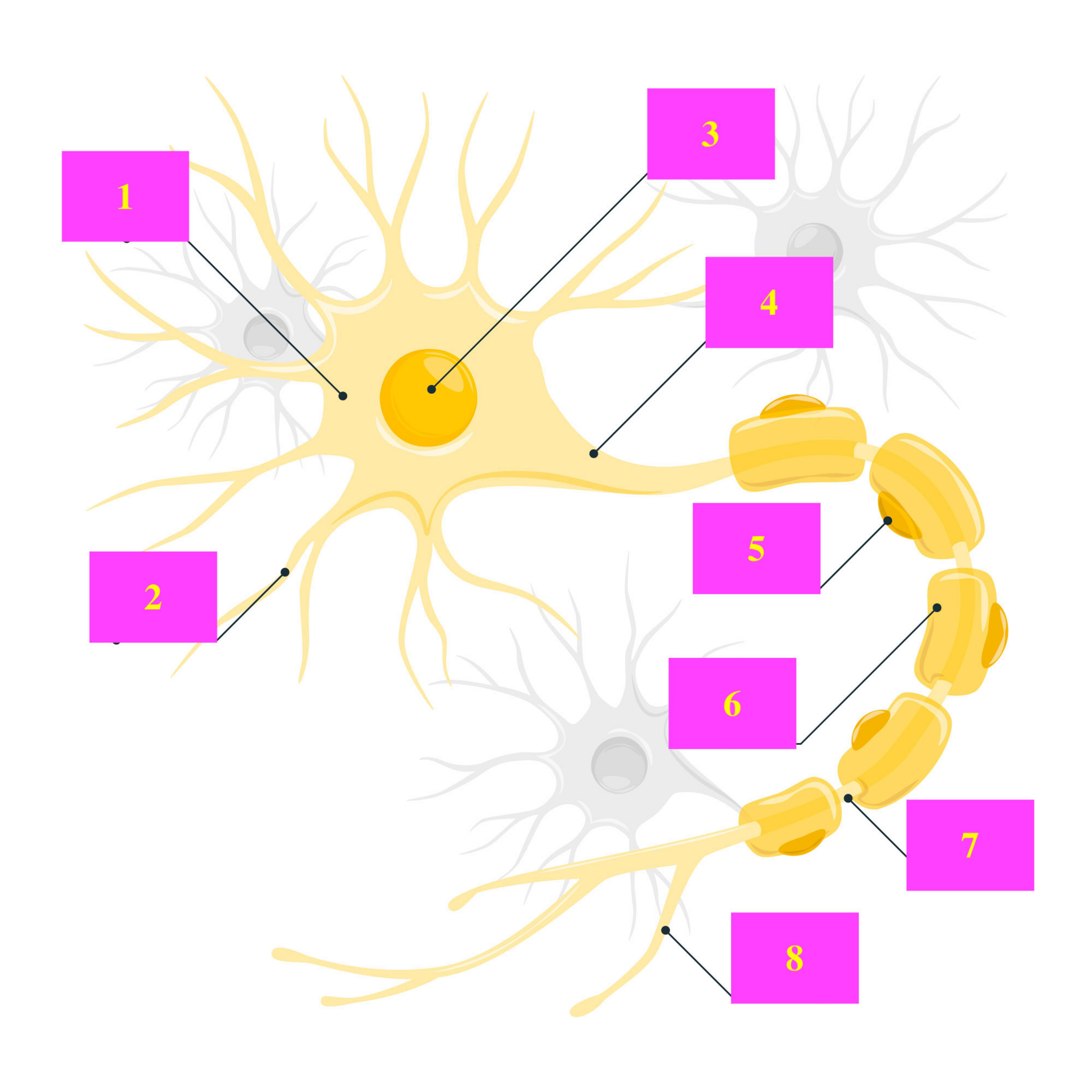 Solved Cells of the Nervous System Using the image above, | Chegg.com