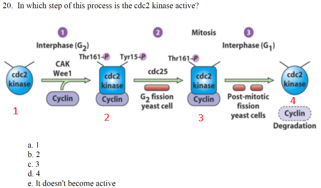 Solved 20. In which step of this process is the cdc2 kinase | Chegg.com