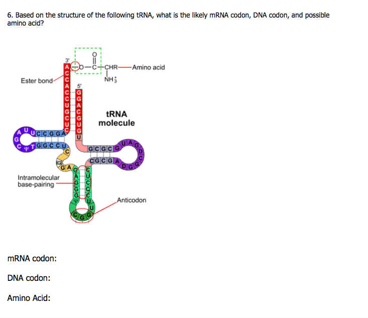 Solved 6. Based on the structure of the following tRNA, what | Chegg.com