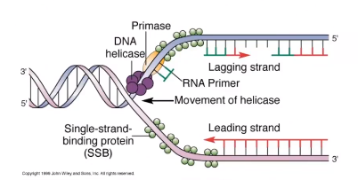 Solved 5 Primase DNA helicase Lagging strand RNA Primer | Chegg.com