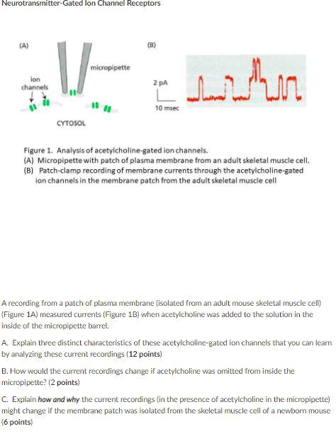Solved Neurotransmitter-Gated lon Channel Receptors (A) 1- | Chegg.com