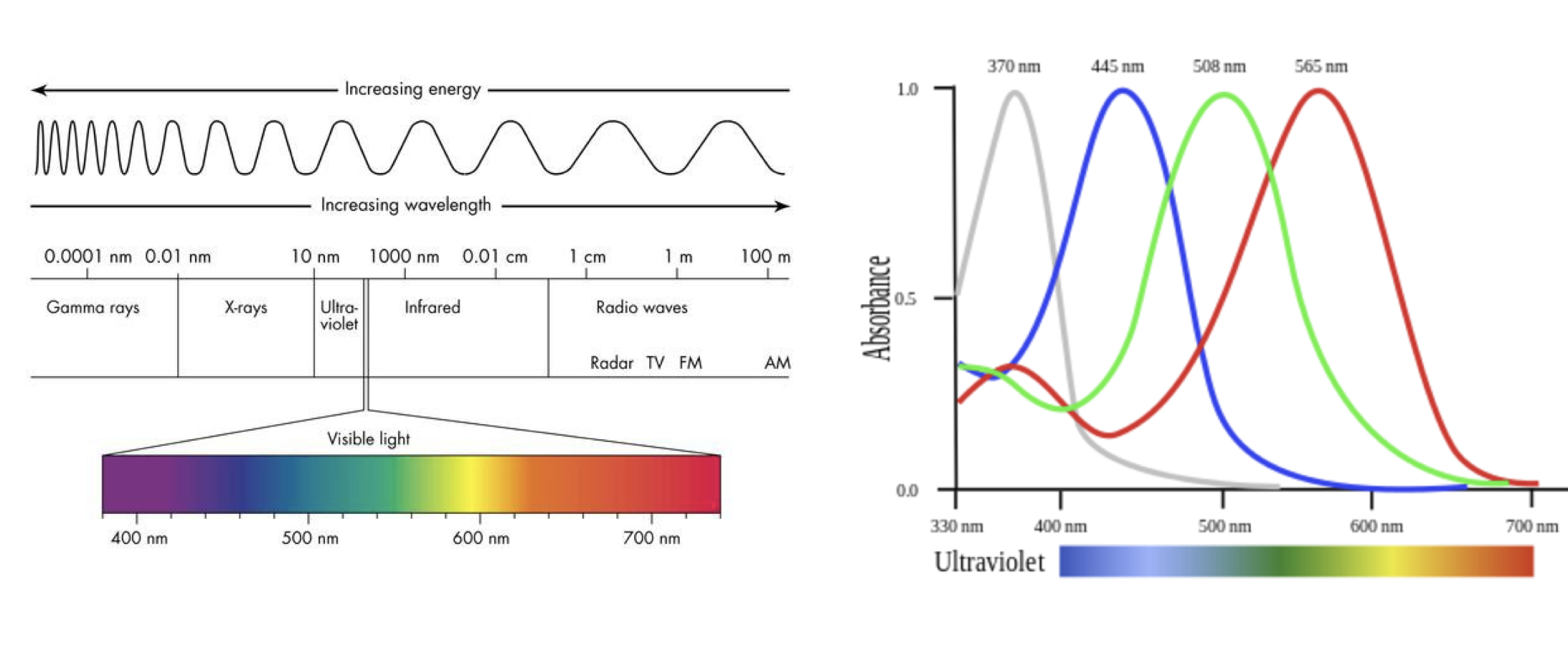 Solved 2) Color vision across the animal kingdom - 2 pt | Chegg.com