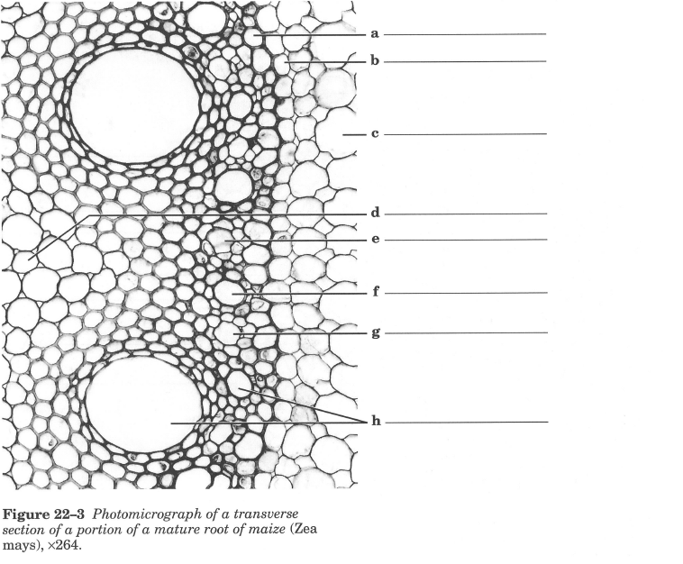 Solved a b g h Figure 22–3 Photomicrograph of a transverse | Chegg.com
