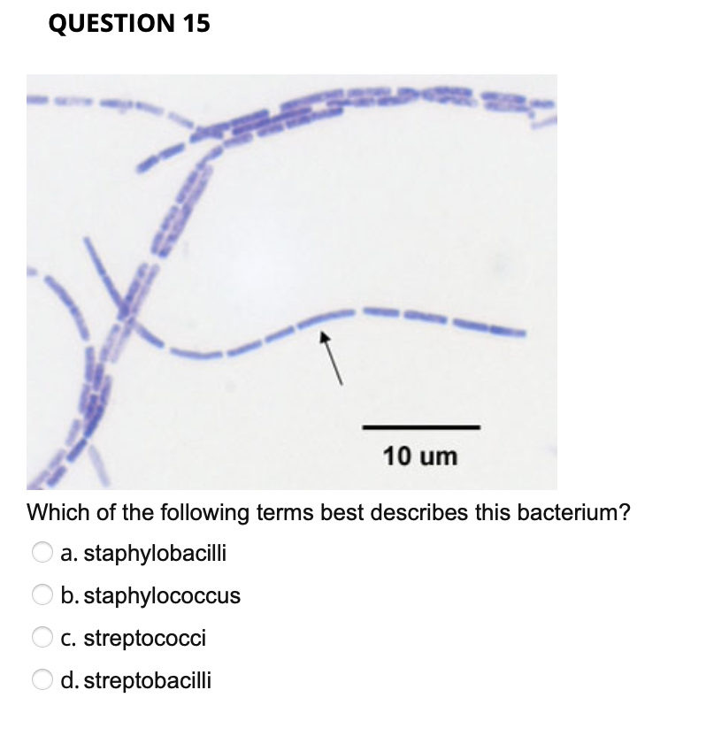 Solved QUESTION 15 10 um Which of the following terms best | Chegg.com