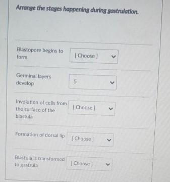 Solved Arrange the stages happening during gastrulation. | Chegg.com