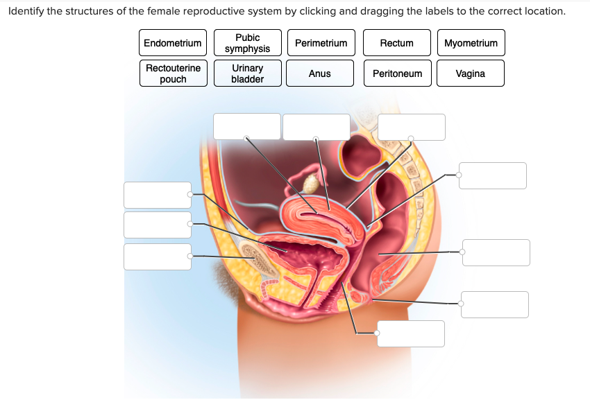 Solved Identify the structures of the female reproductive | Chegg.com