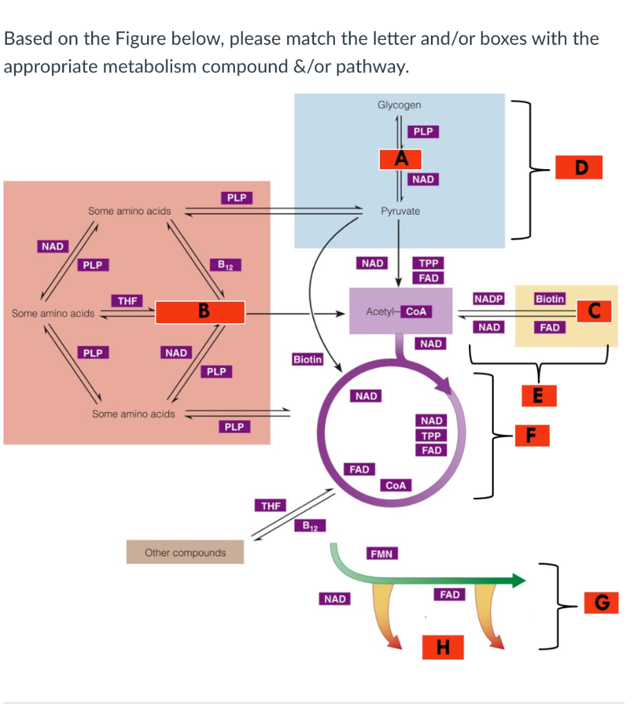 Solved Based on the Figure below, please match the letter | Chegg.com