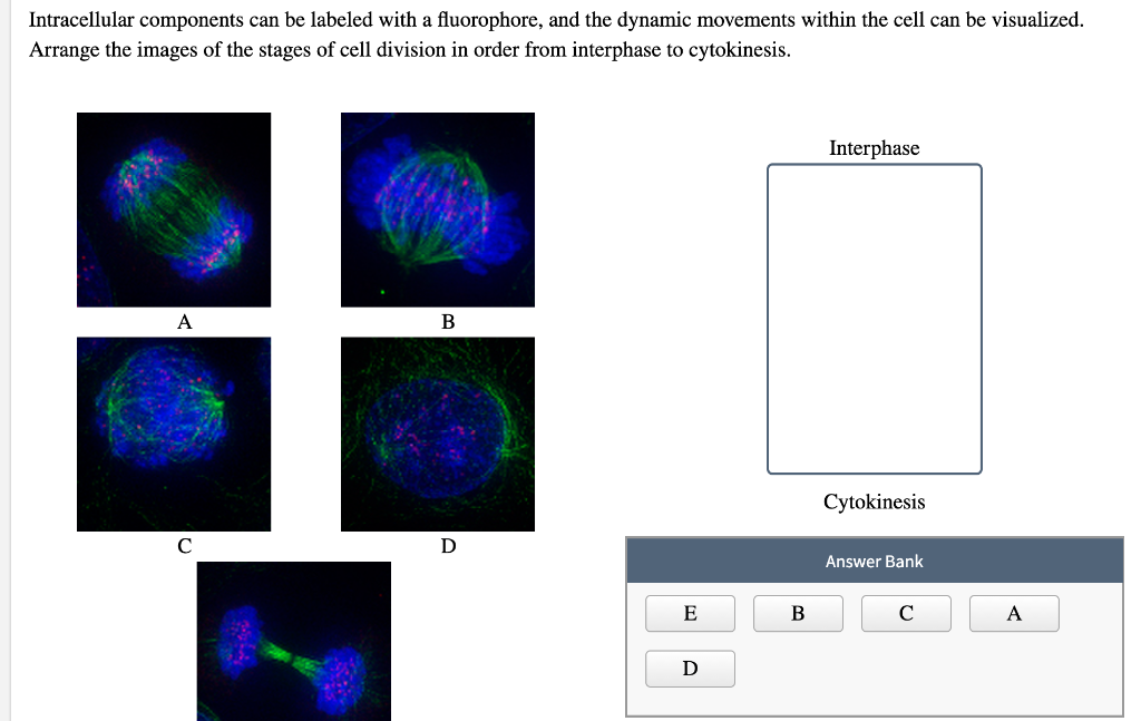 Solved Intracellular components can be labeled with a | Chegg.com