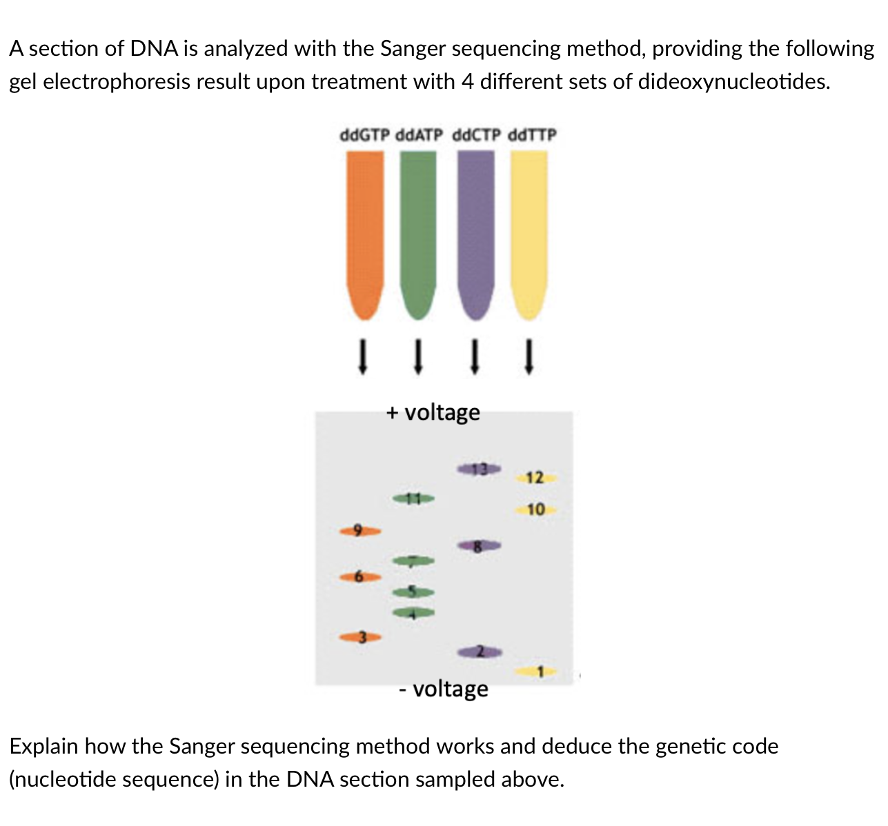 Solved A section of DNA is analyzed with the Sanger | Chegg.com