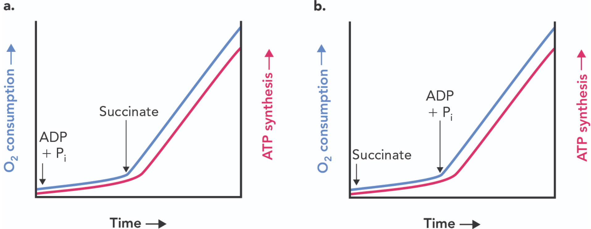 Solved PART 1: In the figure above, oxygen consumption and | Chegg.com