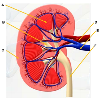 Solved ) Identify the labeled components of the kidney in | Chegg.com