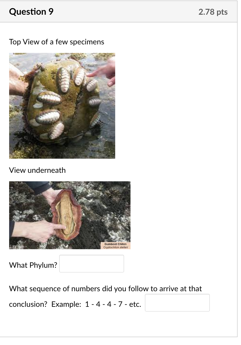 Solved Top View of a few specimens View underneath What | Chegg.com