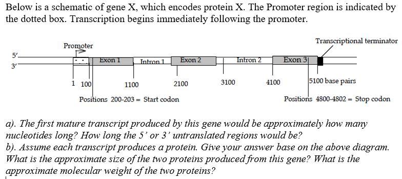 Solved Below is a schematic of gene X, which encodes protein | Chegg.com