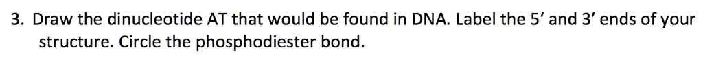 Solved 3. Draw the dinucleotide AT that would be found in | Chegg.com