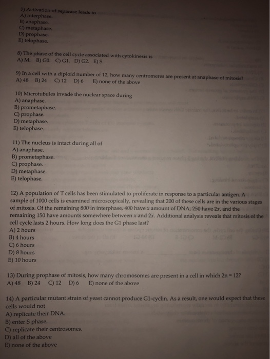 Solved 7) Activation of separase leads to A) interphase B) | Chegg.com
