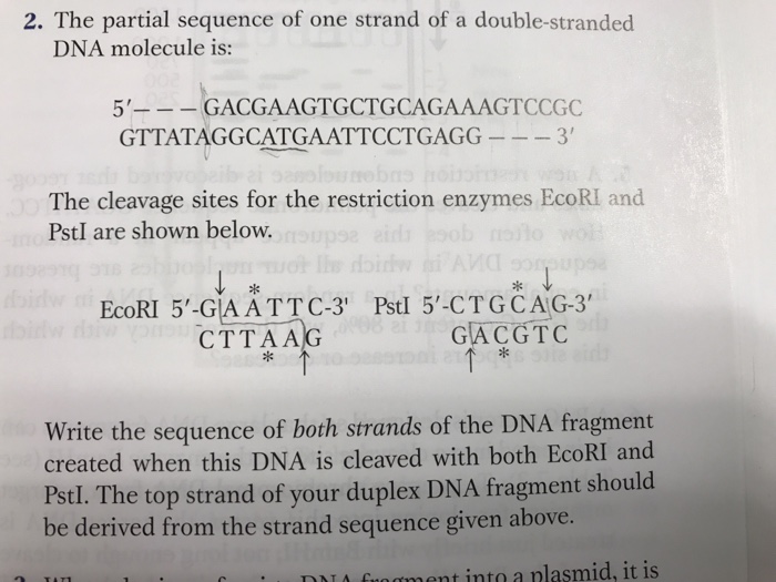 Solved The partial sequence of one strand of a | Chegg.com